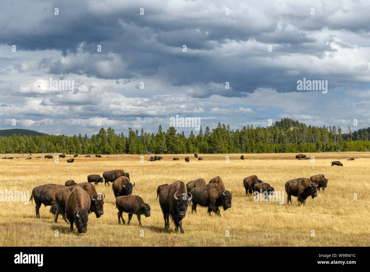 North America, American, USA, Rocky Mountains, Wyoming, Yellowstone ...