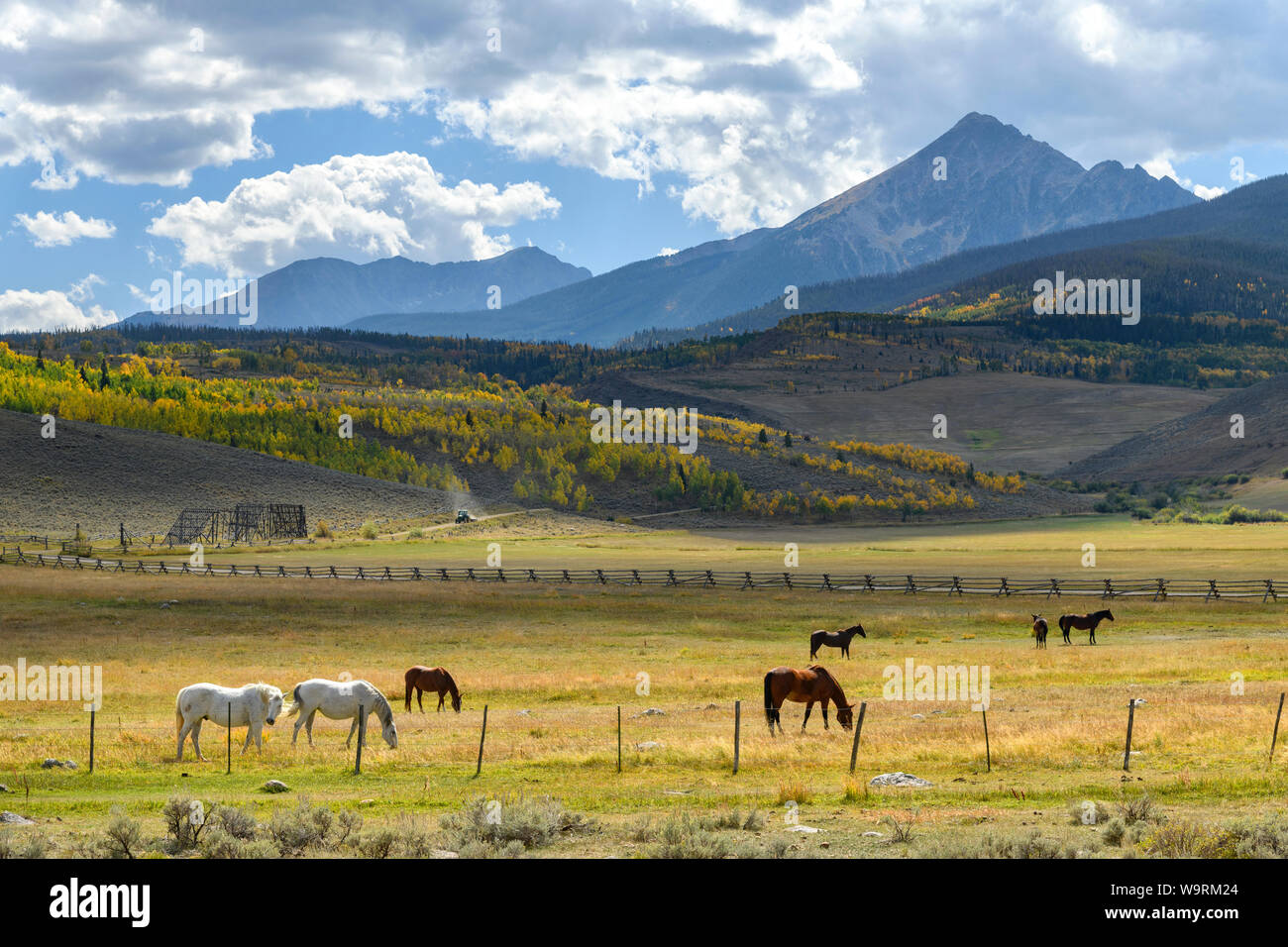 North America, American, USA, Rocky Mountains, Colorado, Horses near ...