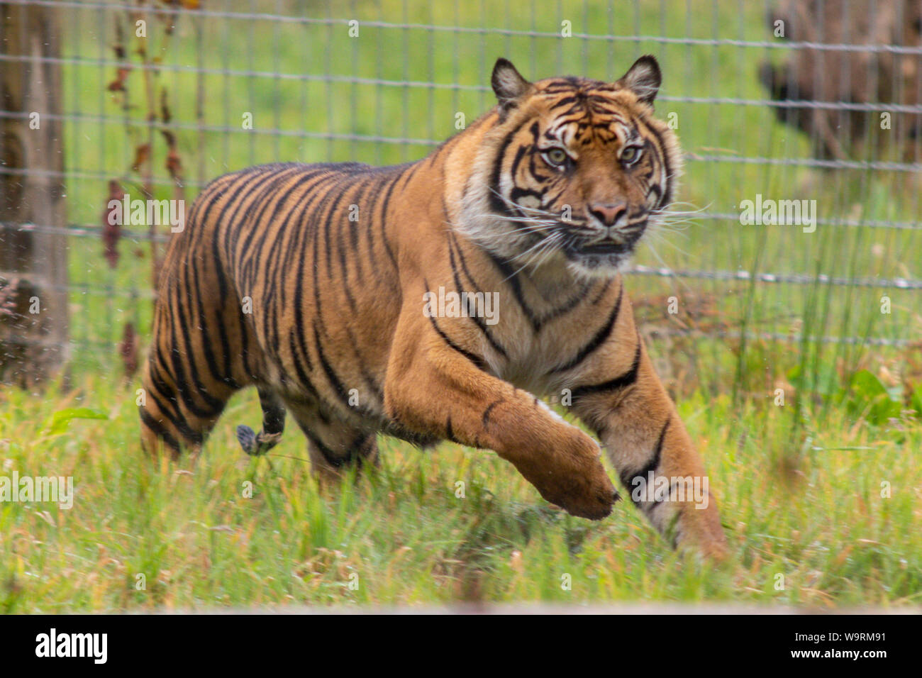 Tenby, Wales. 14th August 2019.Terima the Sumatran Tiger at Manor House ...