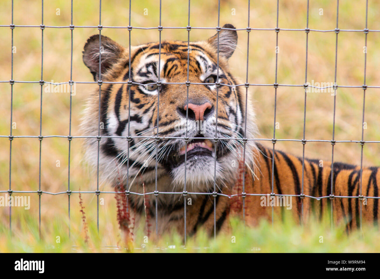 Tenby, Wales. 14th August 2019.Jaya the Sumatran Tiger at Manor House ...