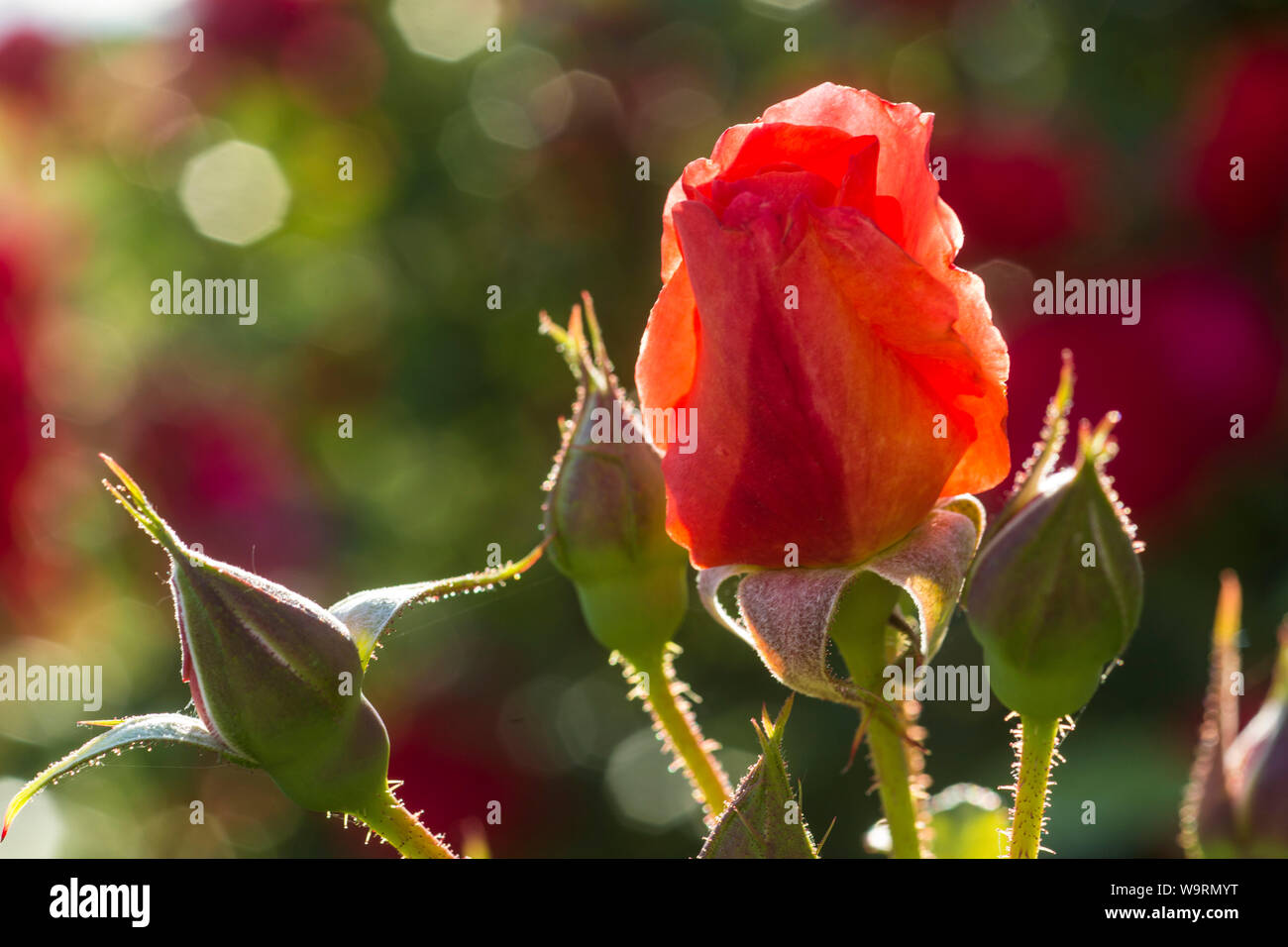 Orange Rose *** Local Caption *** Stock Photo - Alamy