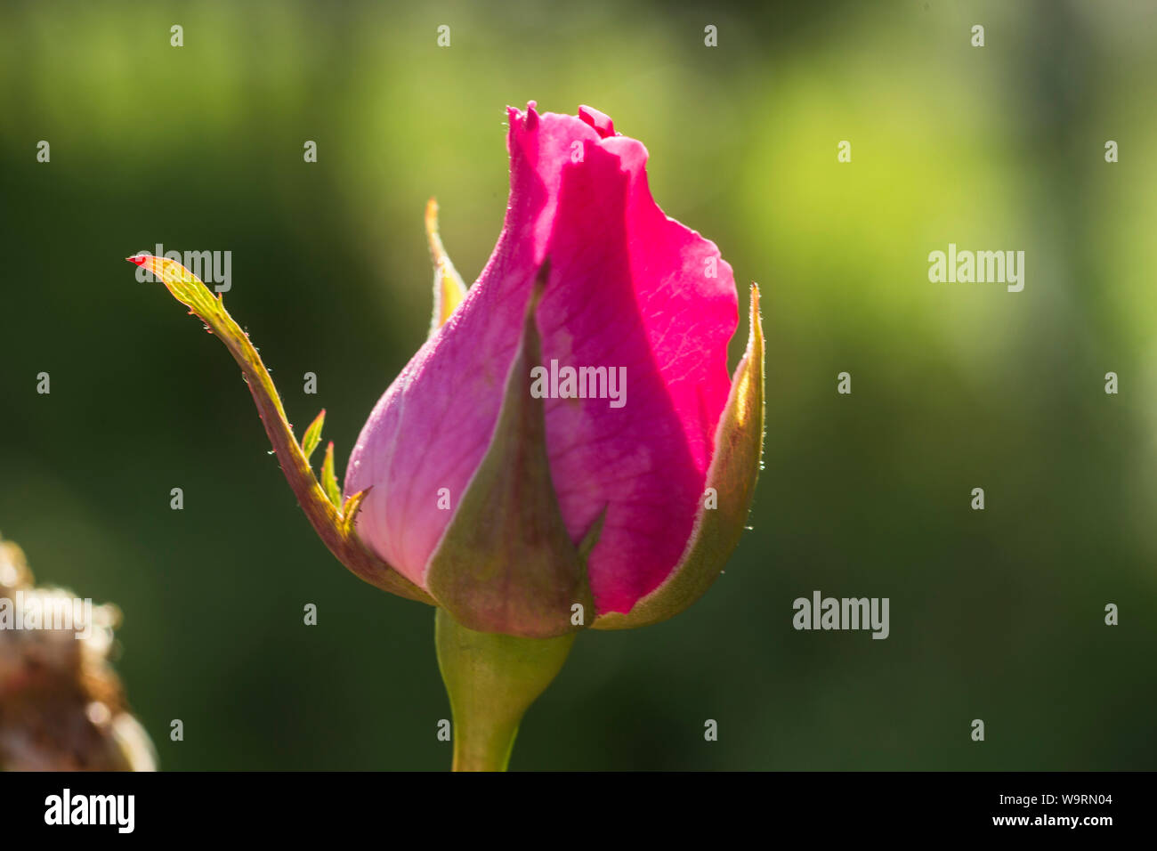 Rosa Rose *** Local Caption *** Stock Photo - Alamy