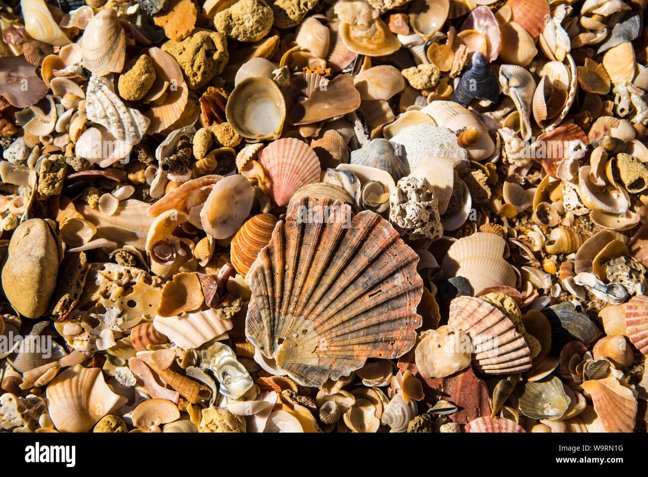 Strand muscheln hi-res stock photography and images - Alamy