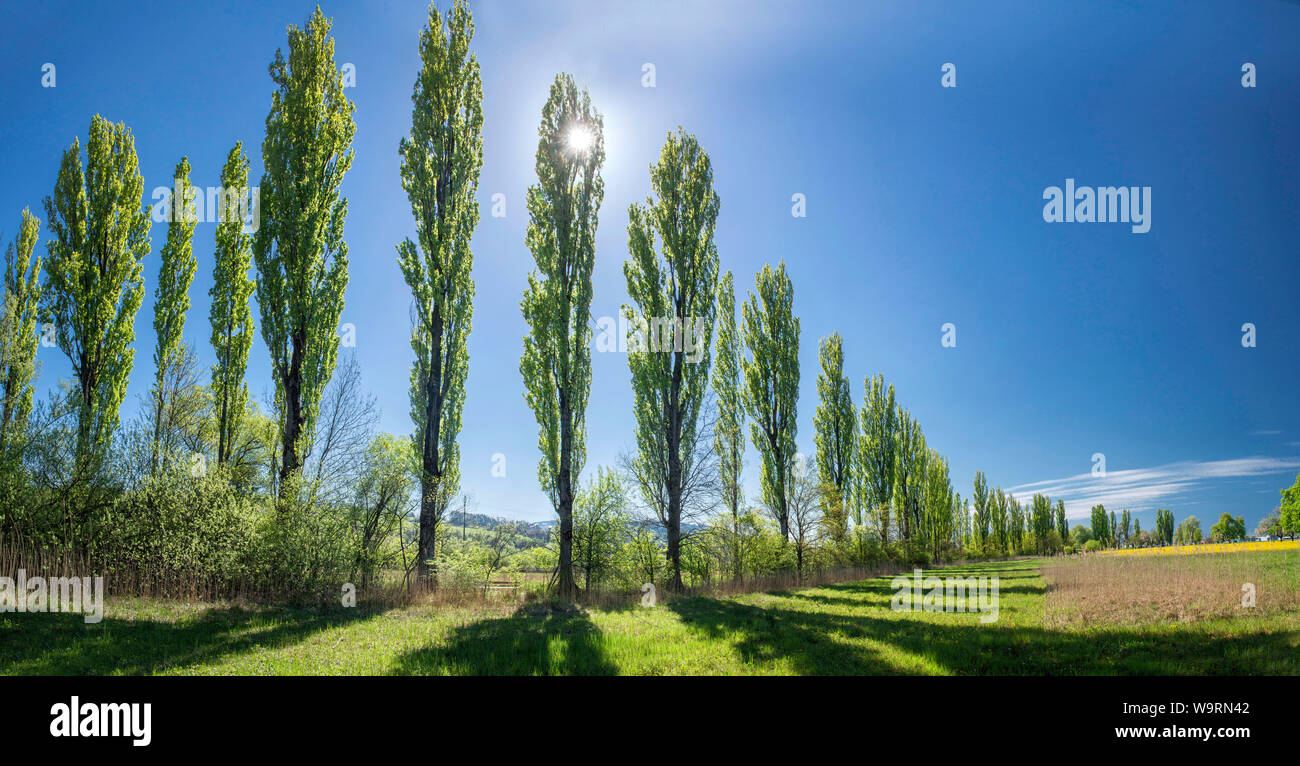 Pappelallee hi-res stock photography and images - Alamy