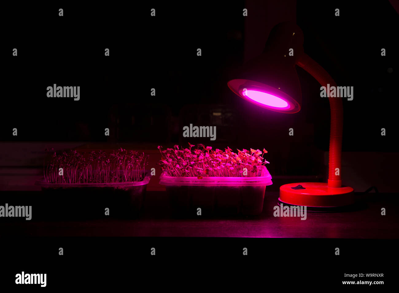 Young light bulb hi-res stock photography and images - Alamy