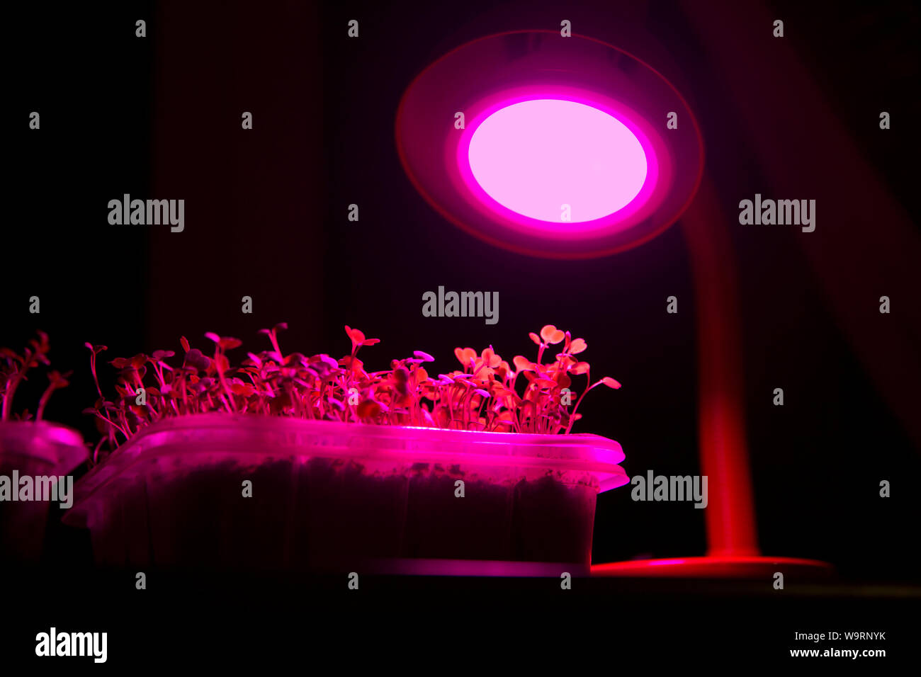 Pink colored LED lamp bulb light source for young plants to grow ...