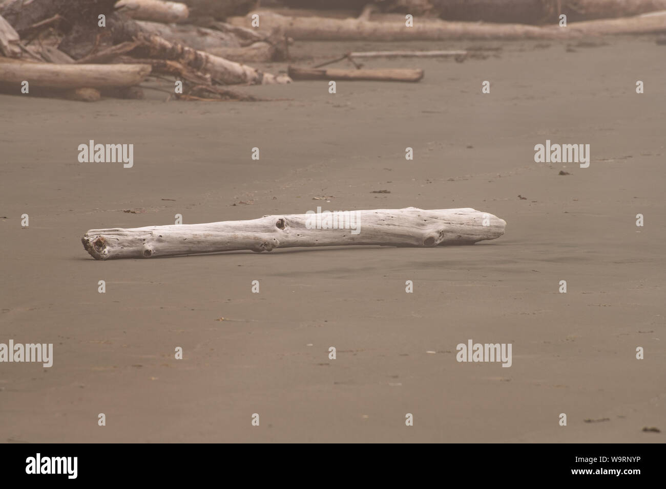 single white weathered driftwood log on a beach at Tofino, Vancouver ...