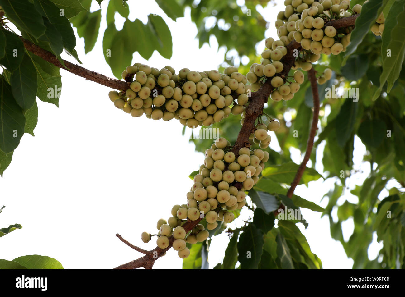 A group of figs that are on the branches of the fig tree Stock Photo ...