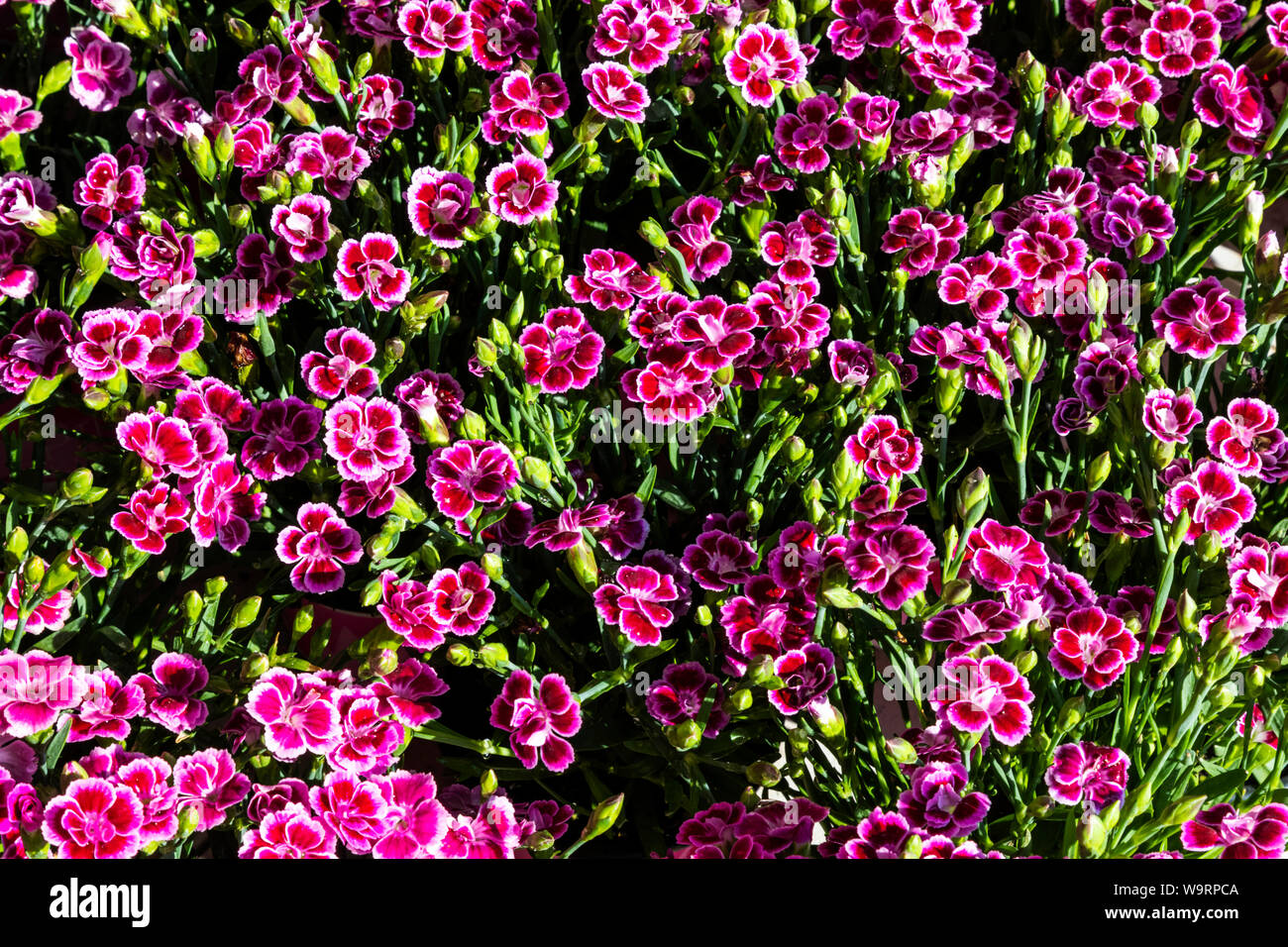 England, Surrey, Guildford, Wisley, The Royal Horticultural Society ...