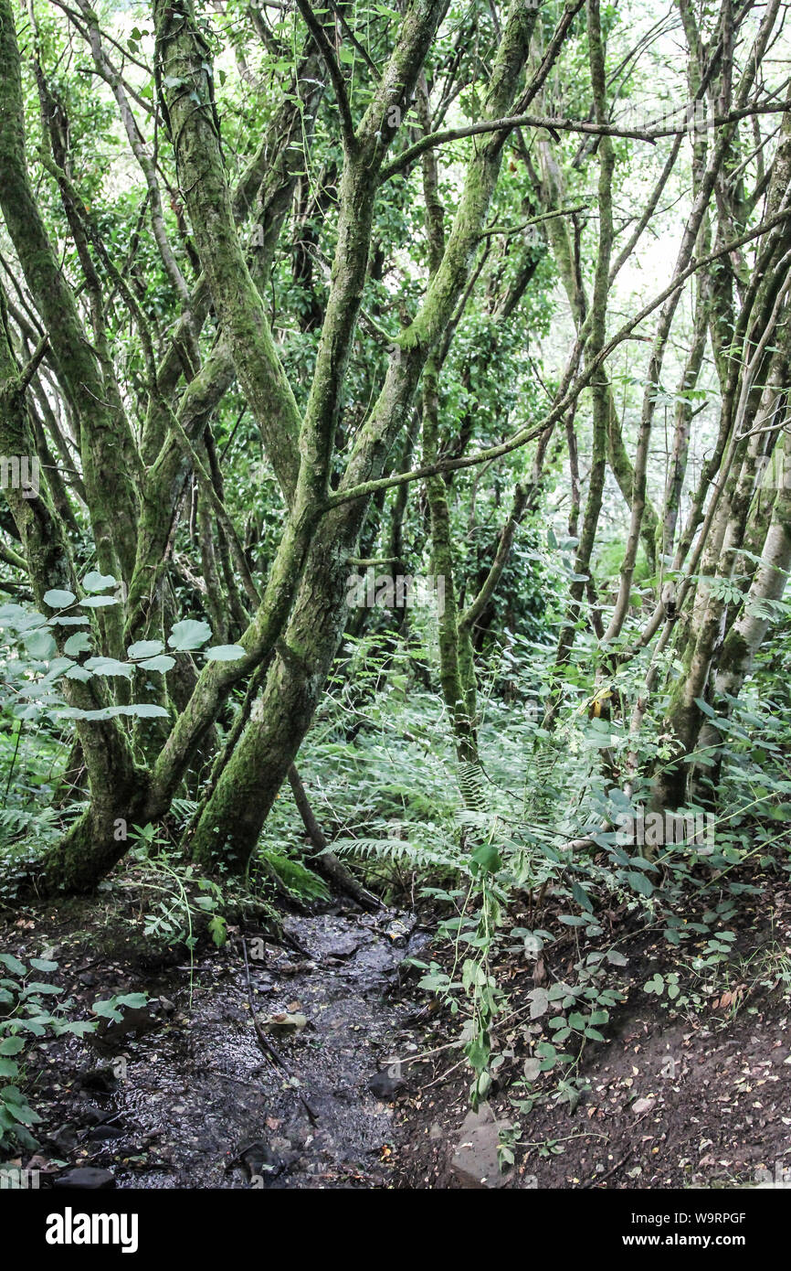 Tall tree trunks hi-res stock photography and images - Alamy