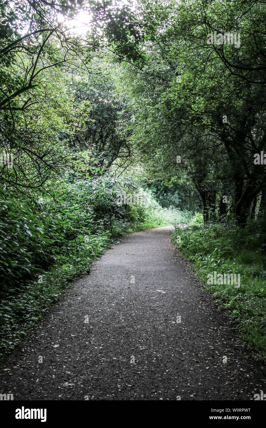 Pathway Leading through Forestry Stock Photo - Alamy