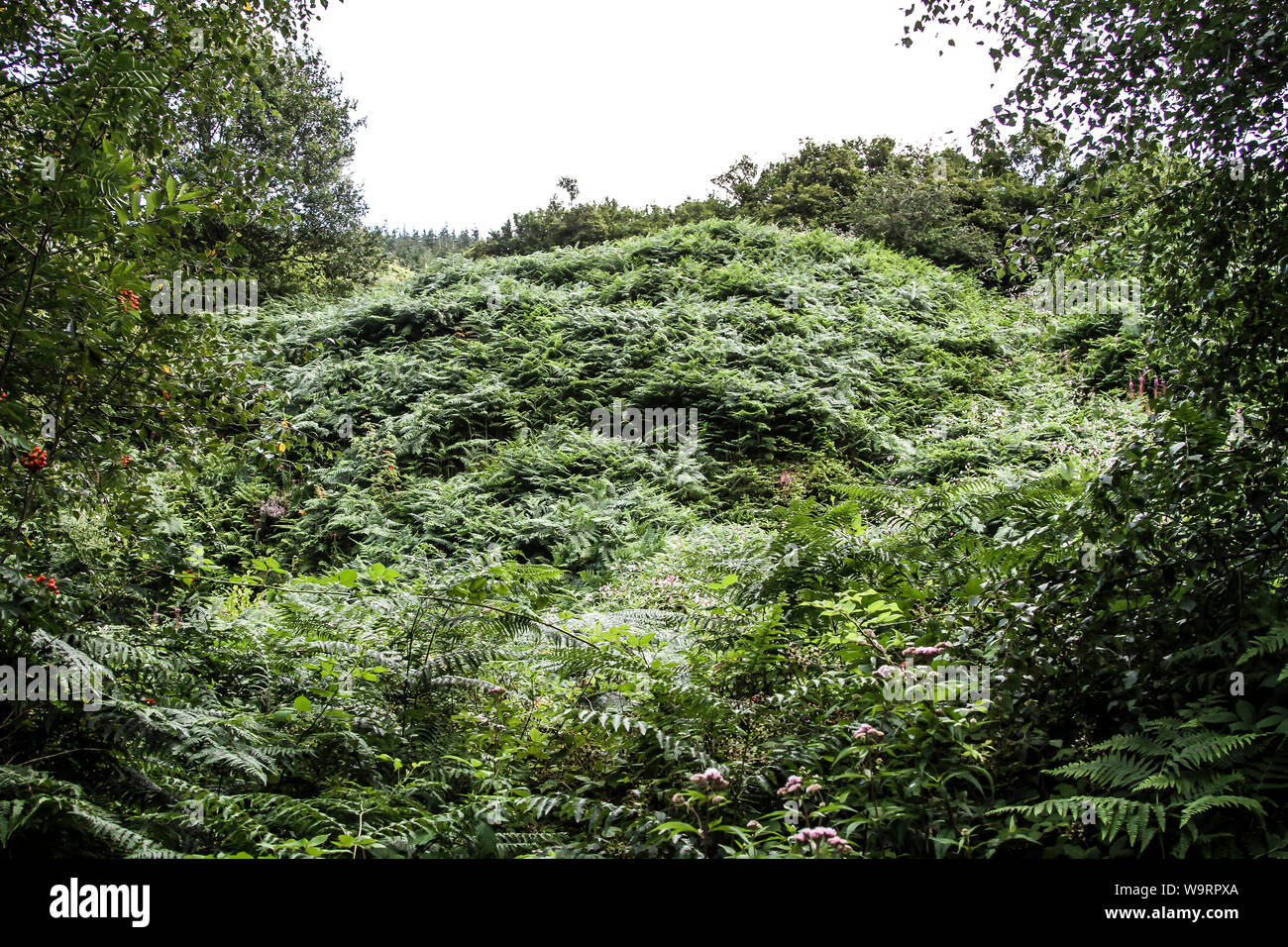 Greenery on the Mountain Stock Photo - Alamy