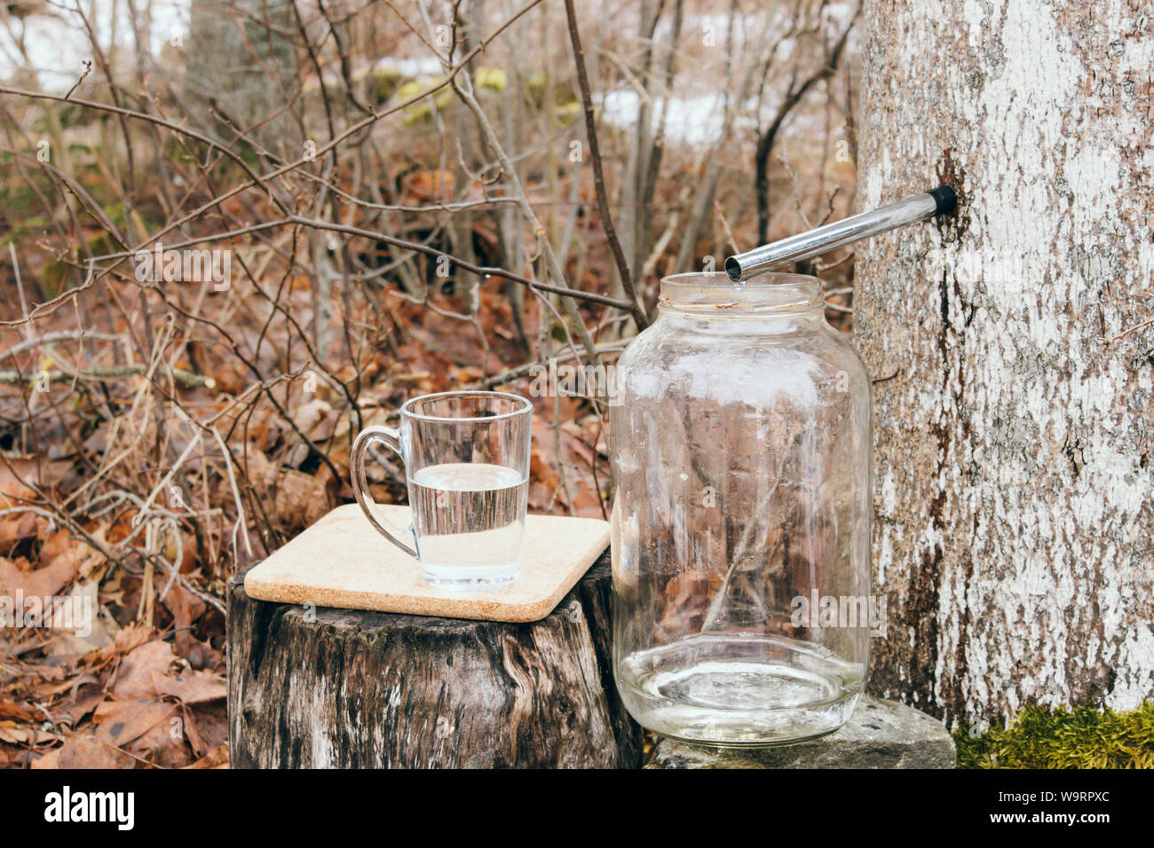 Gathering maple tree juice sap in spring outdoors. Maple trees are ...