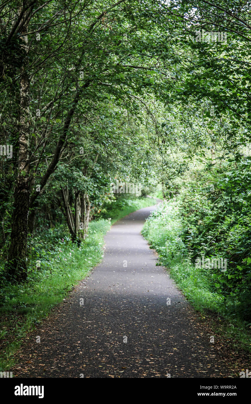 Pathway Leading through Forestry Stock Photo - Alamy