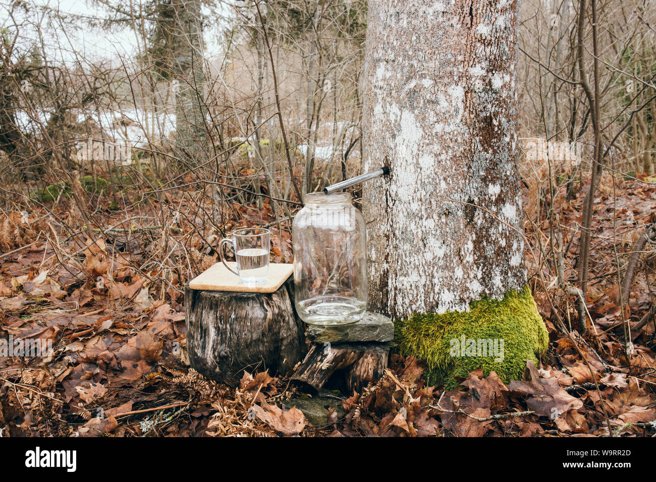 Gathering maple tree juice sap in spring outdoors. Maple trees are ...