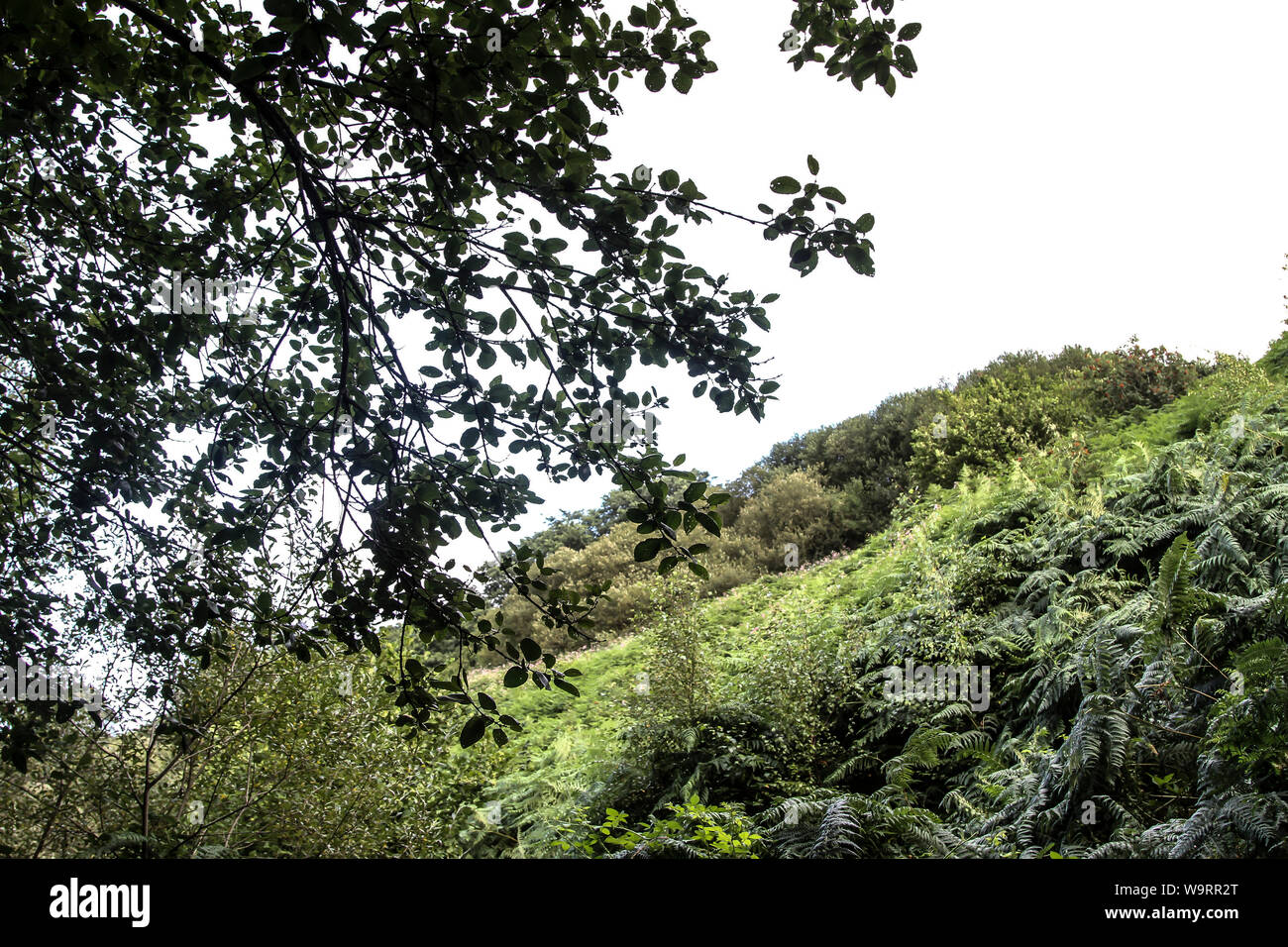 Mountain with greenery hi-res stock photography and images - Alamy