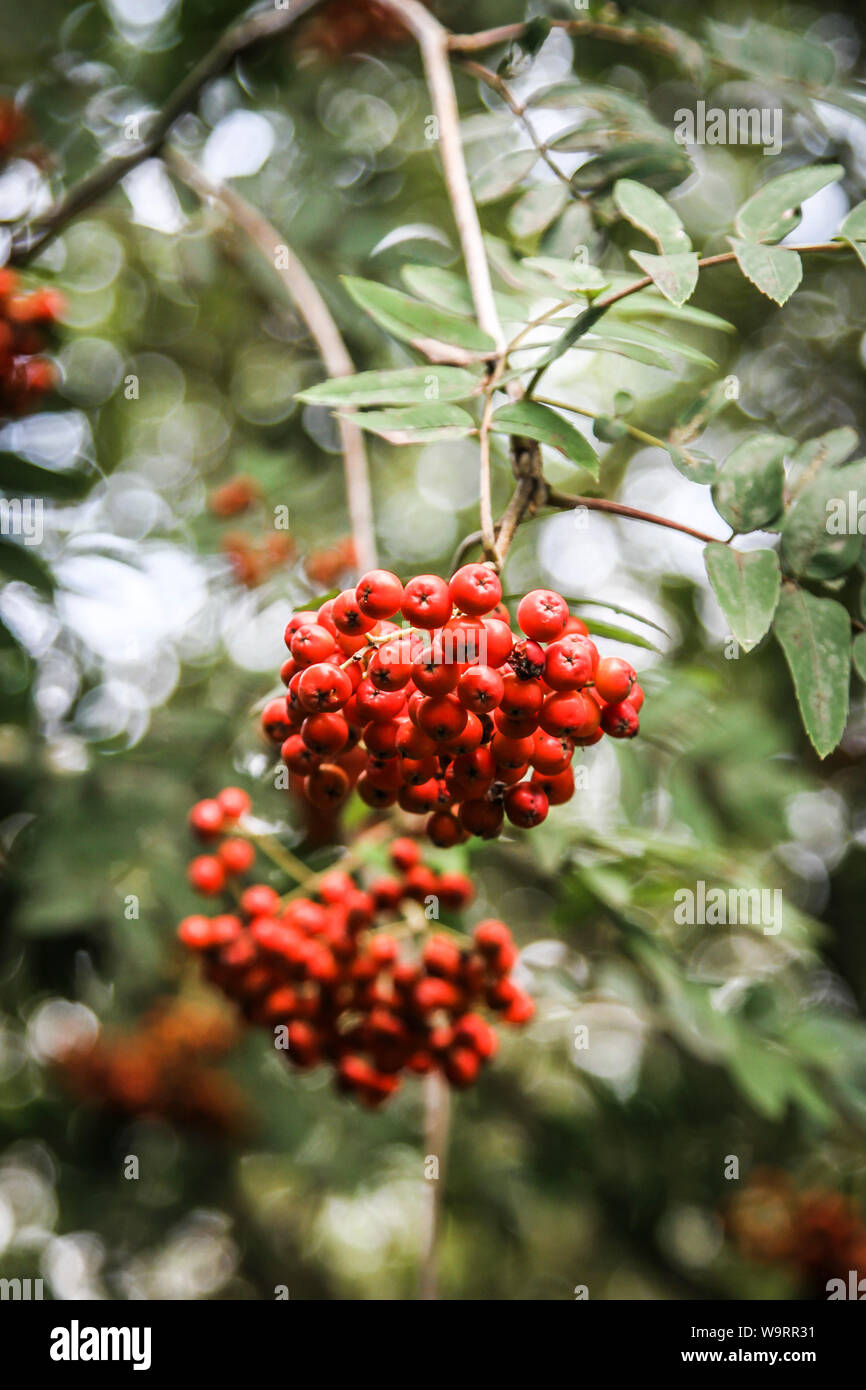 Red berry plant hi-res stock photography and images - Alamy