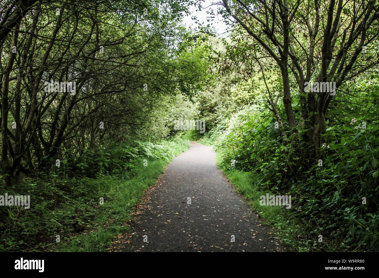 Pathway Leading through Forestry Stock Photo - Alamy