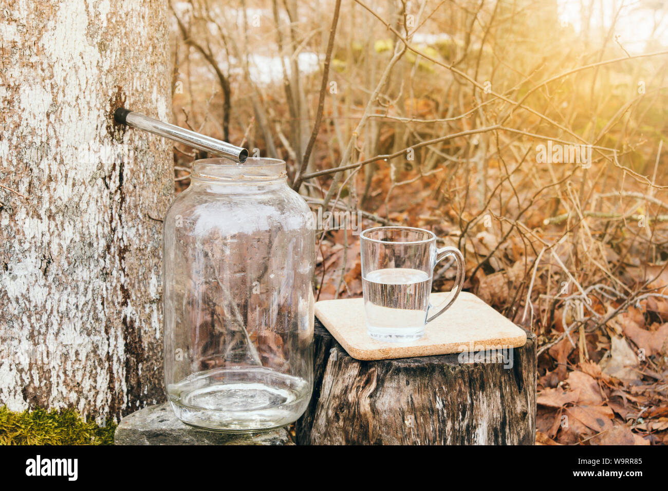 Gathering maple tree juice sap in spring outdoors. Maple trees are ...
