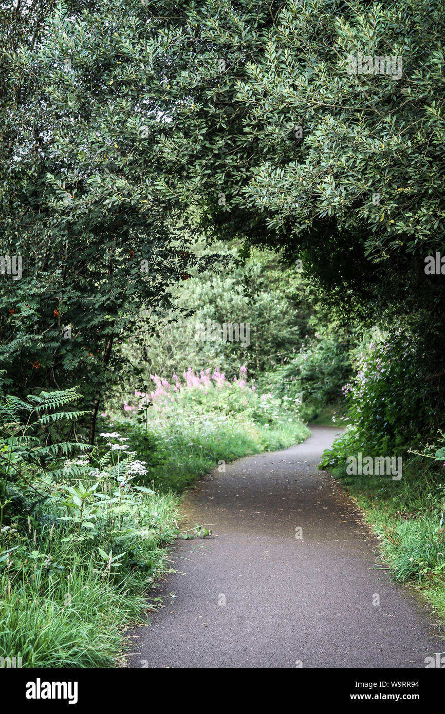 Pathway Leading through Forestry Stock Photo - Alamy