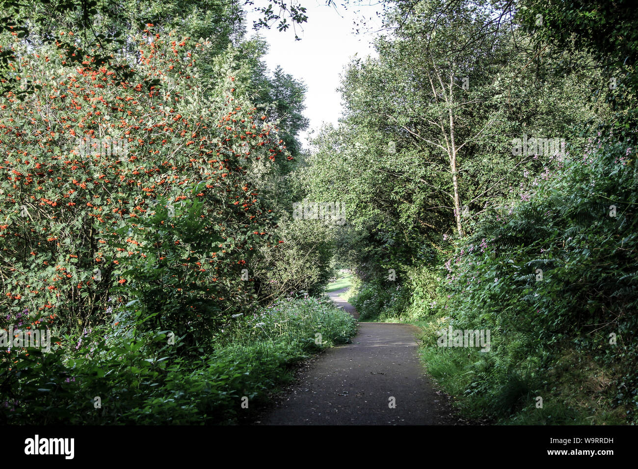 Pathway Leading through Forestry Stock Photo - Alamy