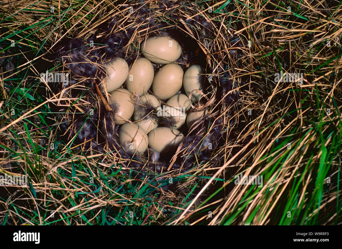 Mallard duck nest eggs hi-res stock photography and images - Alamy
