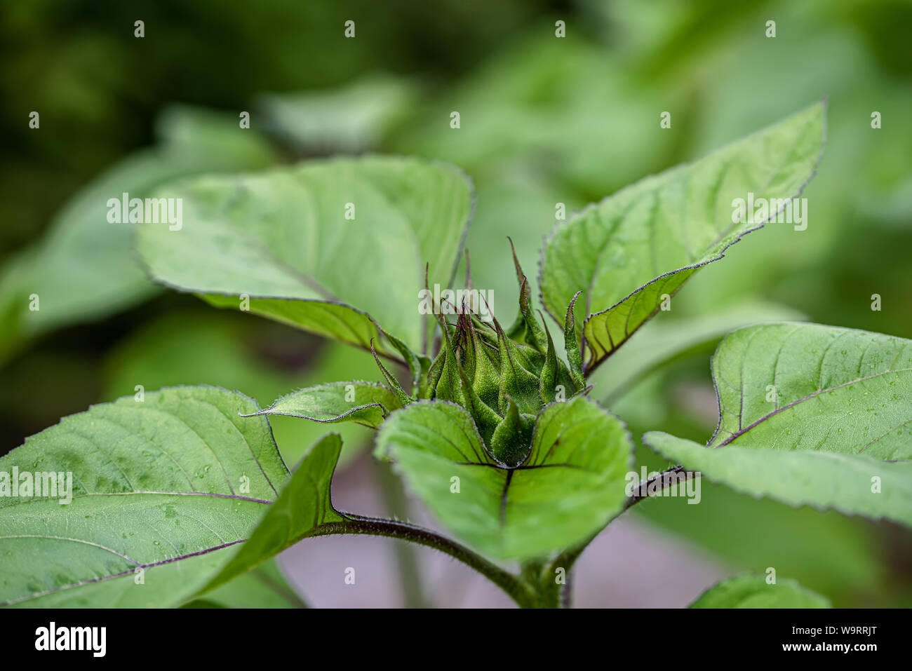 Solar flash sunflower hi-res stock photography and images - Alamy