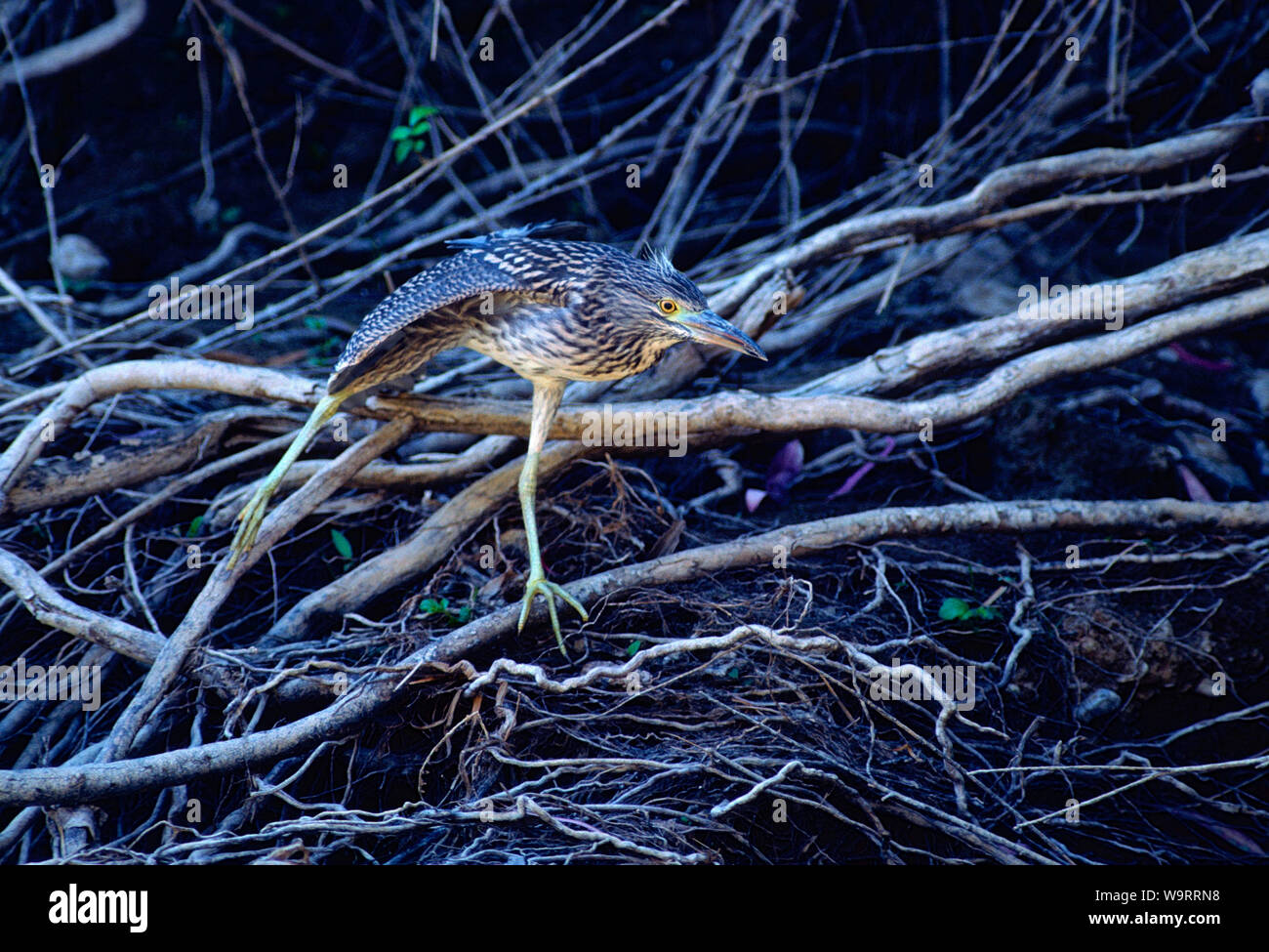 Black-crowned Night Heron, Nycticorax nycticorax, Ardeidae, Heron ...