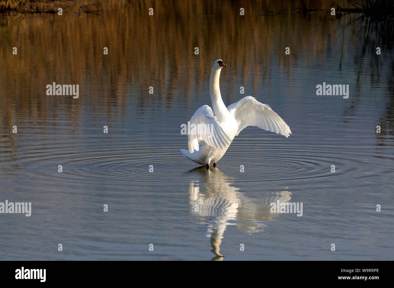Flapping bird hi-res stock photography and images - Alamy