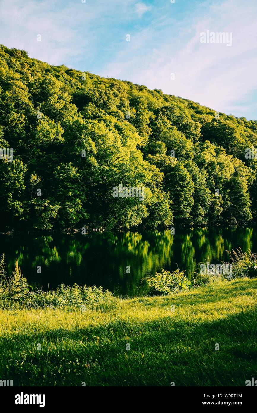 Beautiful scener of a forest in a green field with the sky in the ...