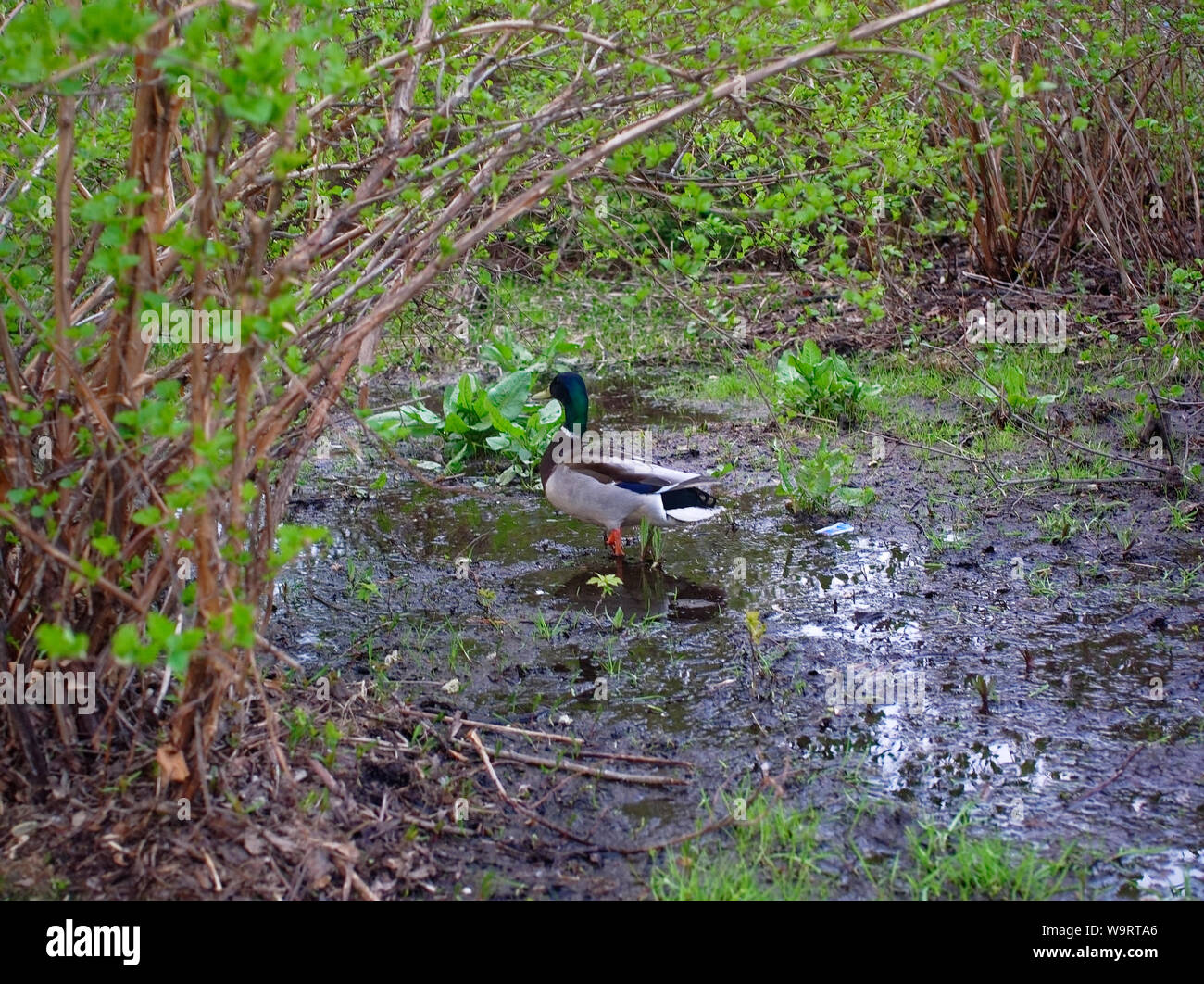 Female mallard duck fish hi-res stock photography and images - Alamy