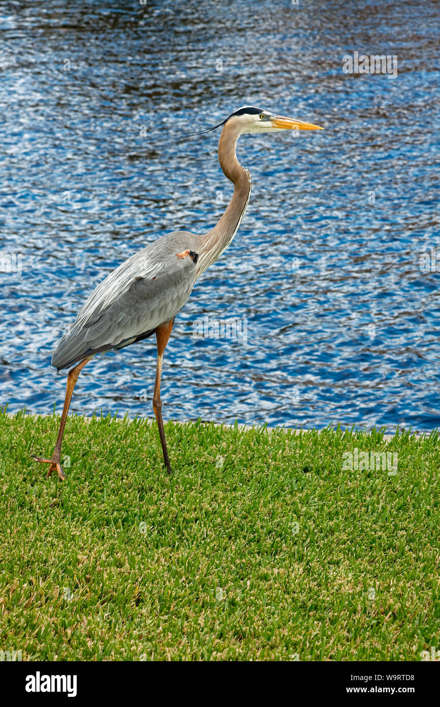 Heron back view hi-res stock photography and images - Alamy