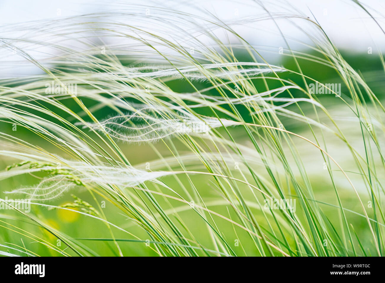 Feather Grass in the meadow inflates the wind Stock Photo - Alamy
