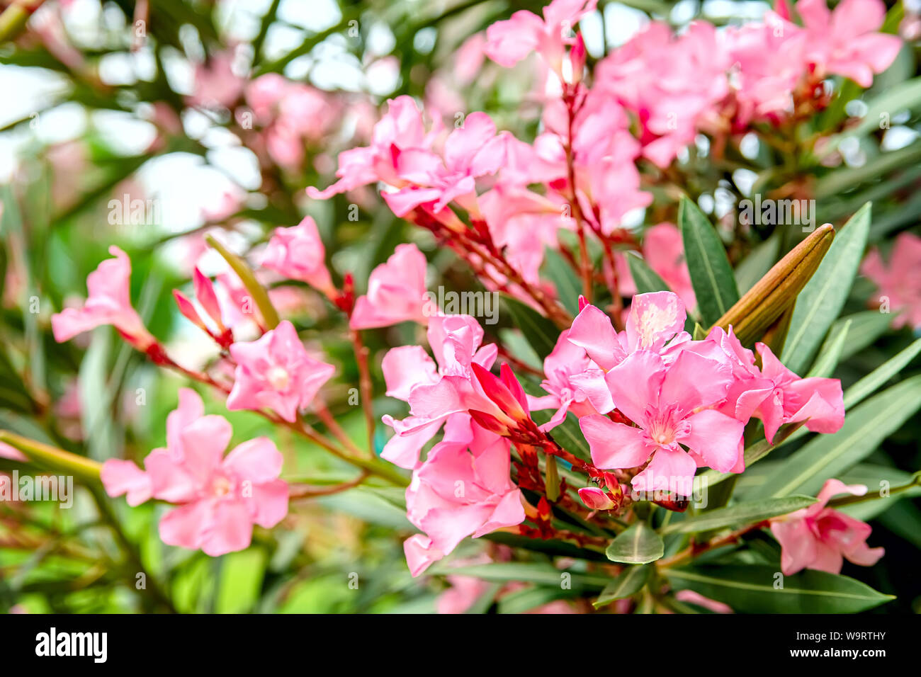 Flowers nerium oleander greece hi-res stock photography and images - Alamy