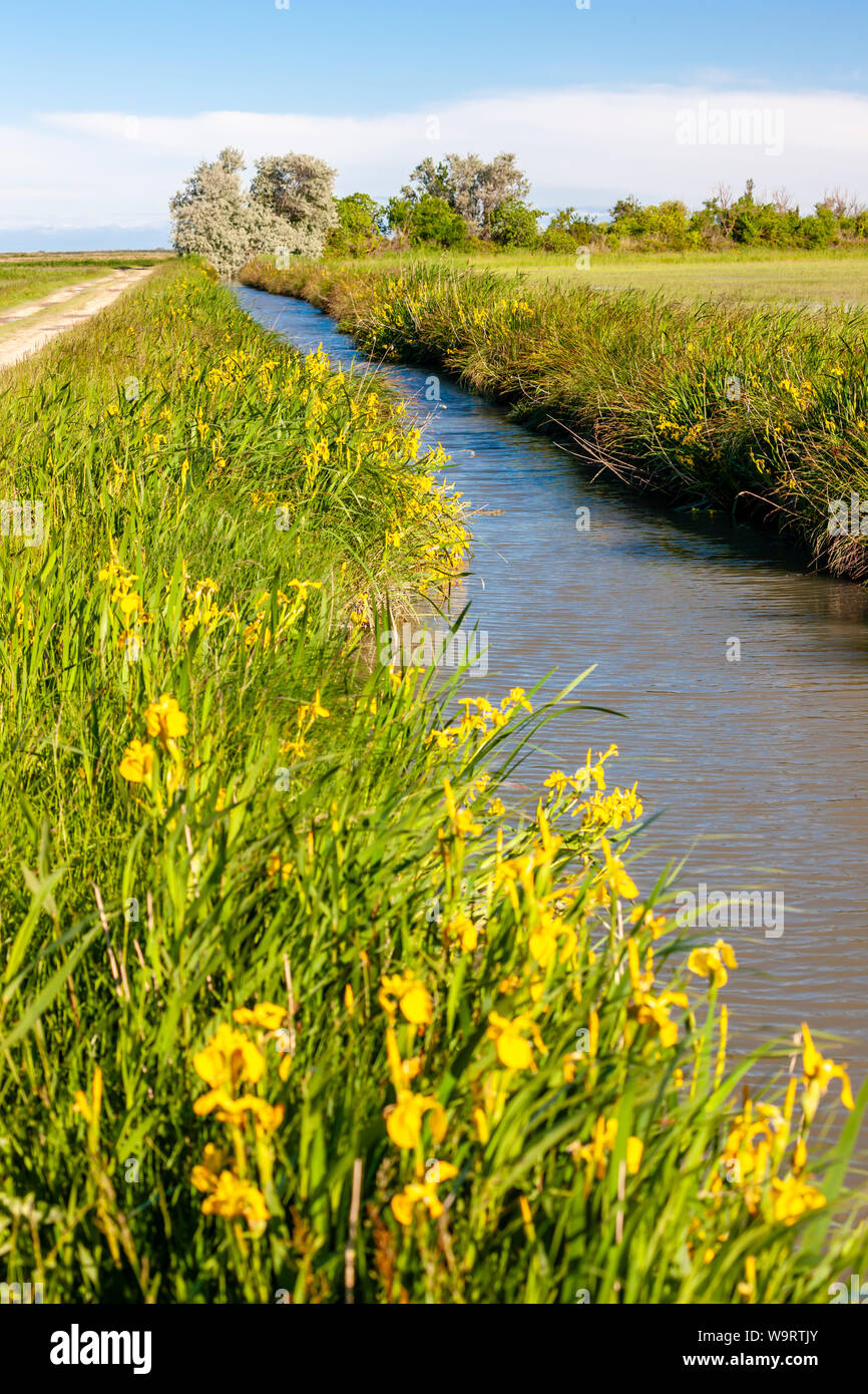 National park Camargue, Provence, France Stock Photo - Alamy