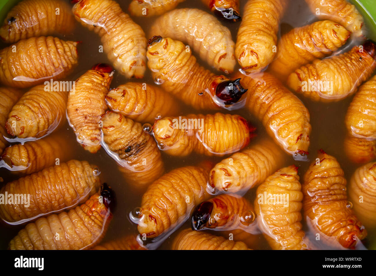 Suri worms hi-res stock photography and images - Alamy