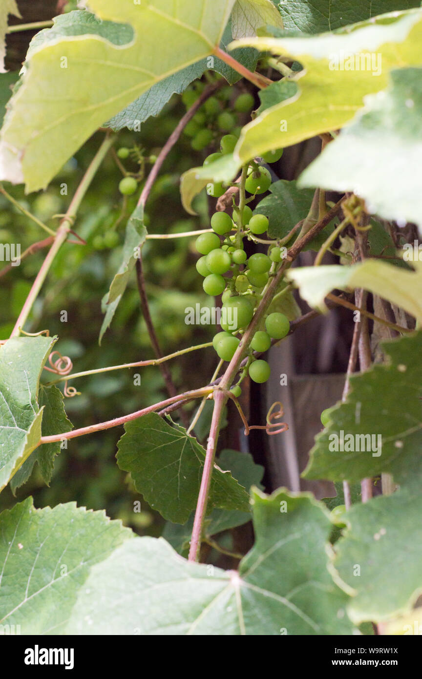 Growing Green Grapes Vine Stock Photo - Alamy