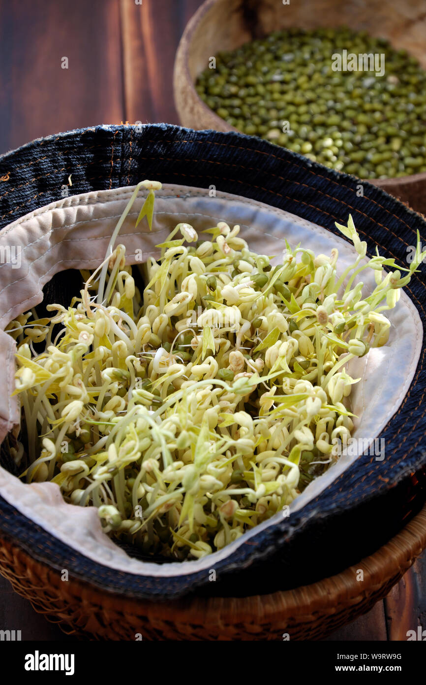 homemade bean sprouts for food safety, germinate of green beans make ...