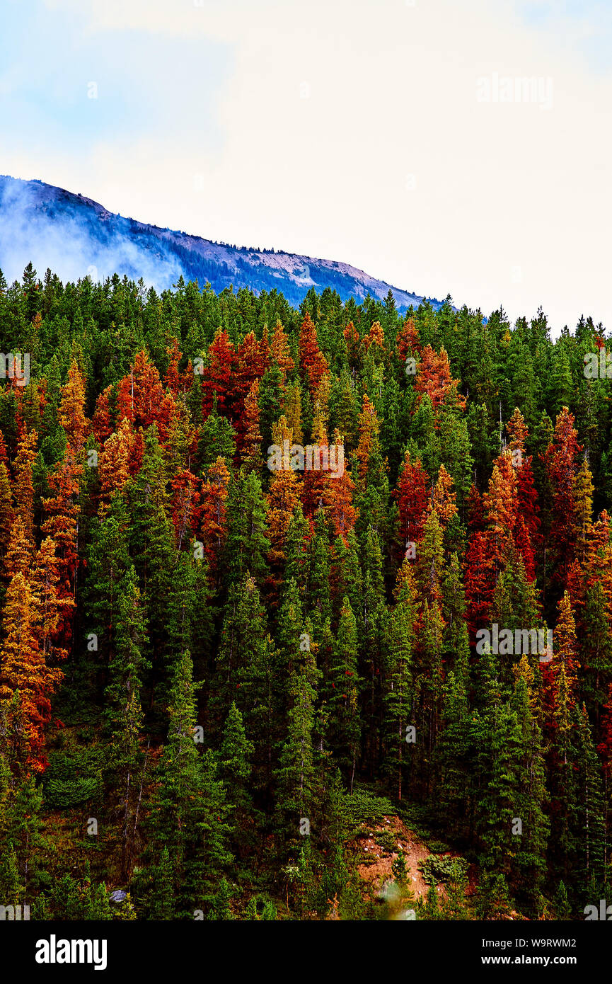 Canadian forest hi-res stock photography and images - Alamy