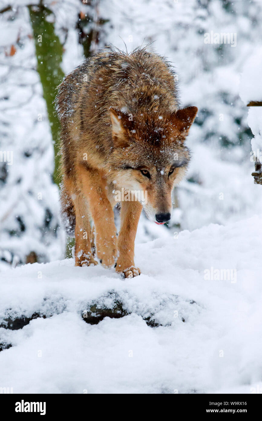 Wolf im Wald, 30063414 *** Local Caption *** Stock Photo - Alamy