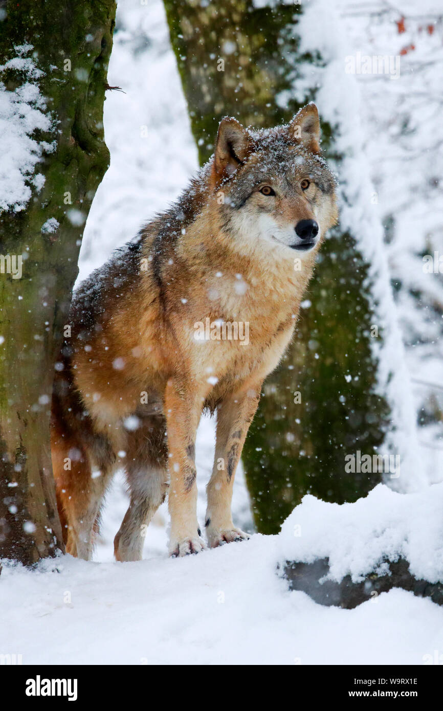 Wolf im Wald, 30063422 *** Local Caption *** Stock Photo - Alamy