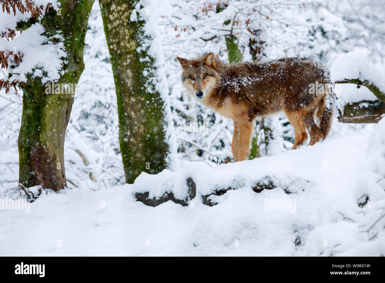 Wolf im Wald, 30063418 *** Local Caption *** Stock Photo - Alamy
