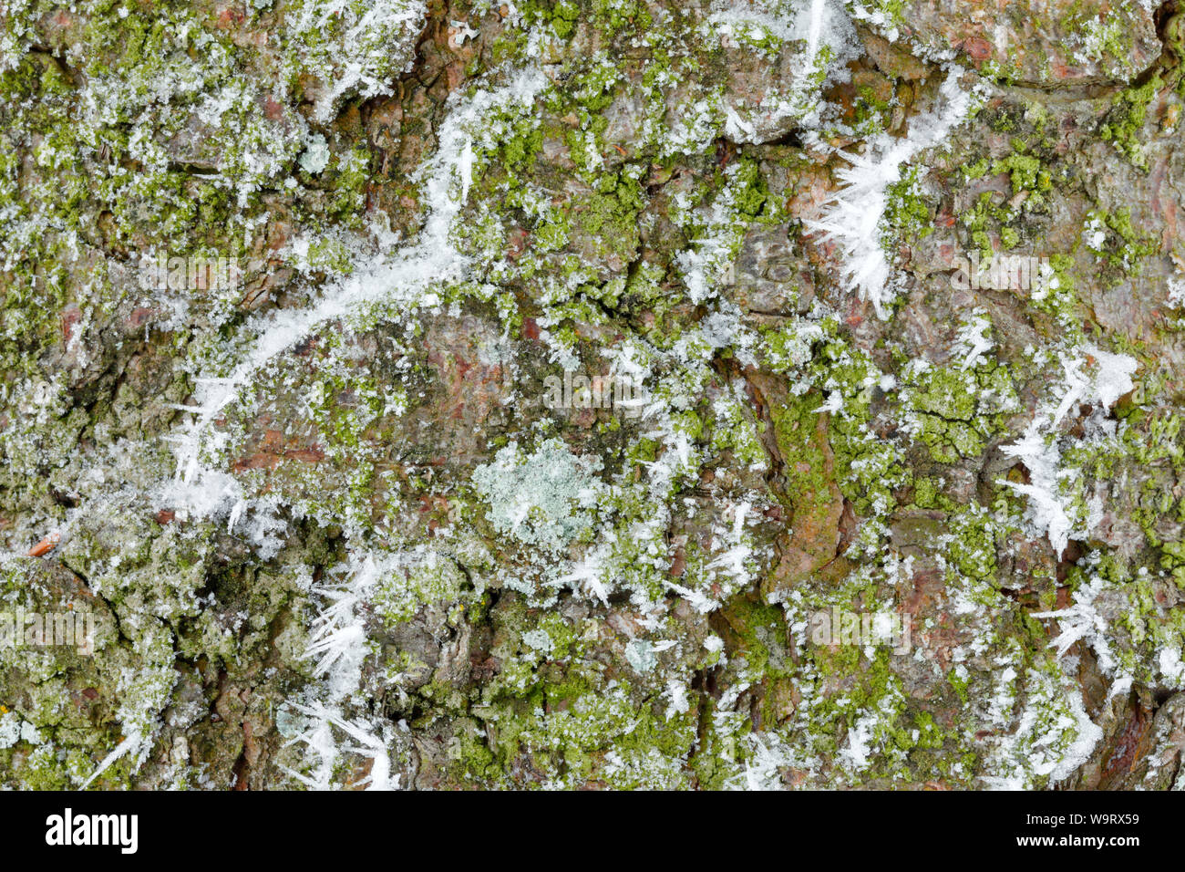 Baumrinde detail hi-res stock photography and images - Alamy