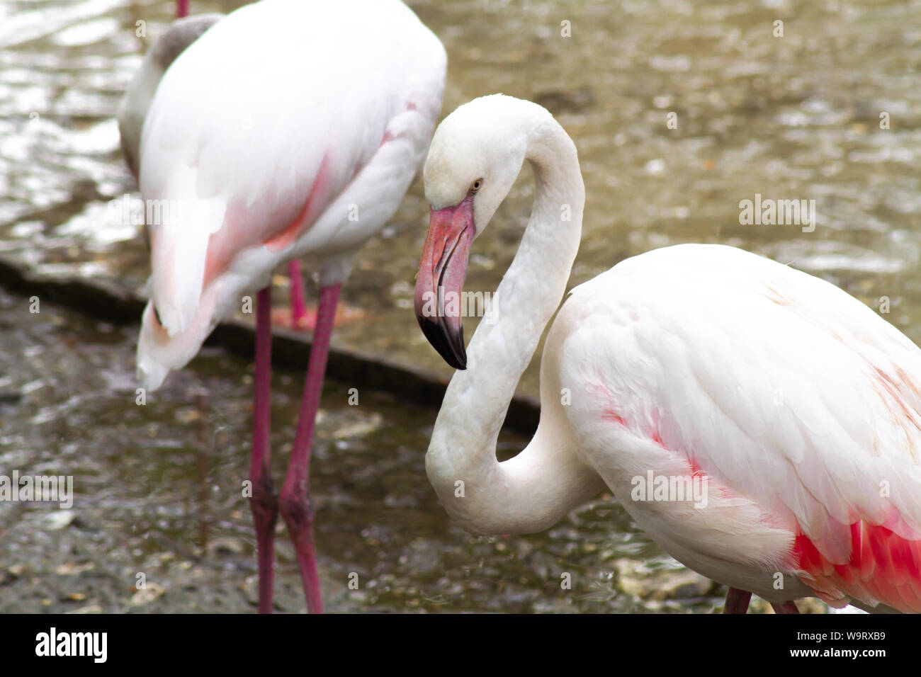 flamingo in a pool of water Stock Photo - Alamy