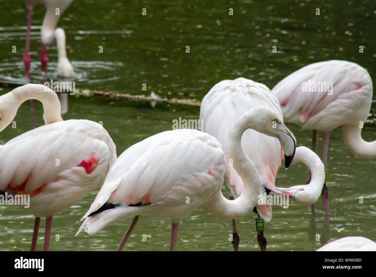 flamingo in a pool of water Stock Photo - Alamy