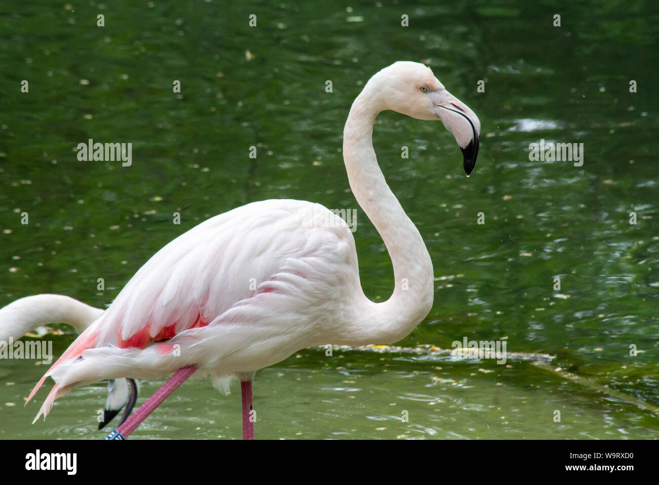 flamingo in a pool of water Stock Photo - Alamy