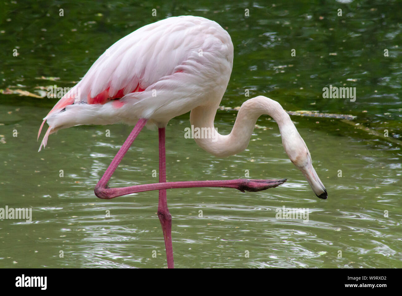 flamingo in a pool of water Stock Photo - Alamy