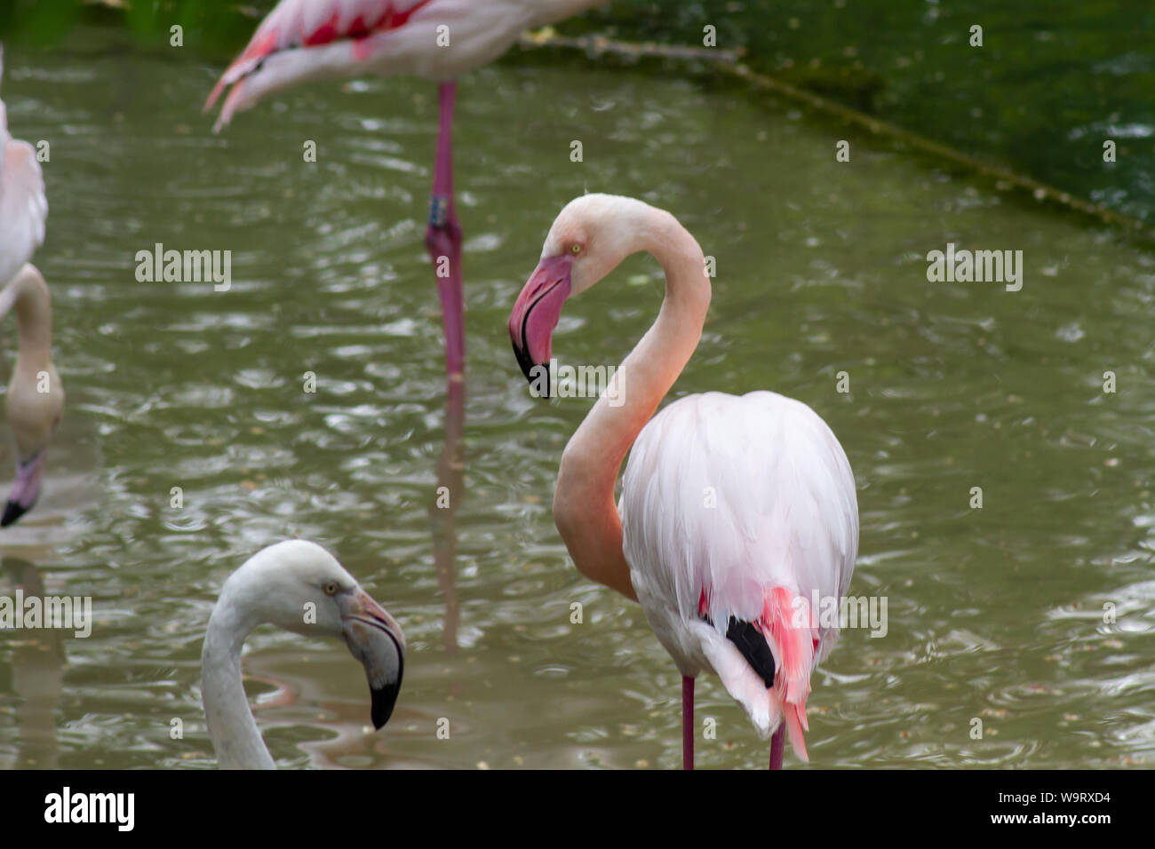 flamingo in a pool of water Stock Photo - Alamy