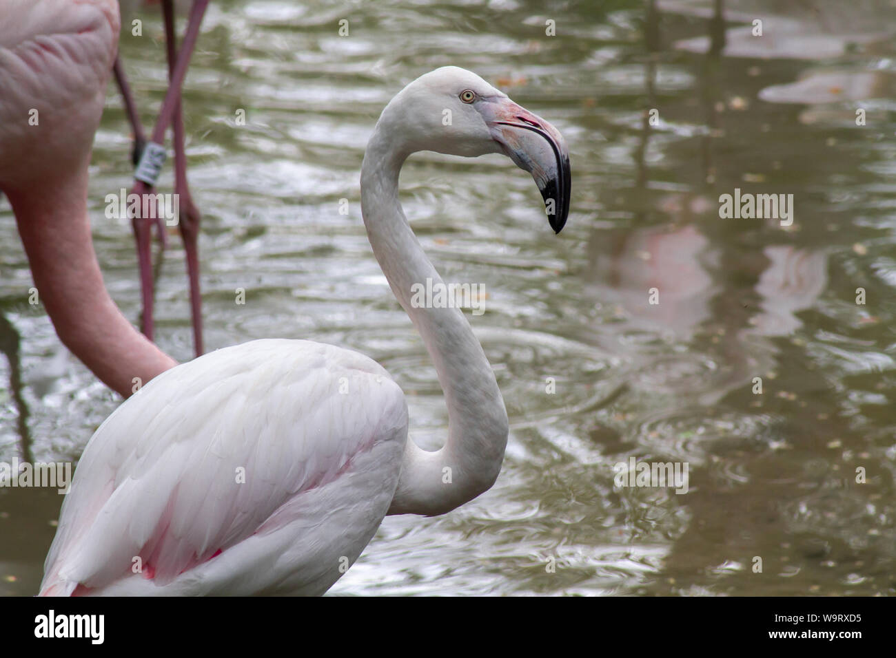 flamingo in a pool of water Stock Photo - Alamy