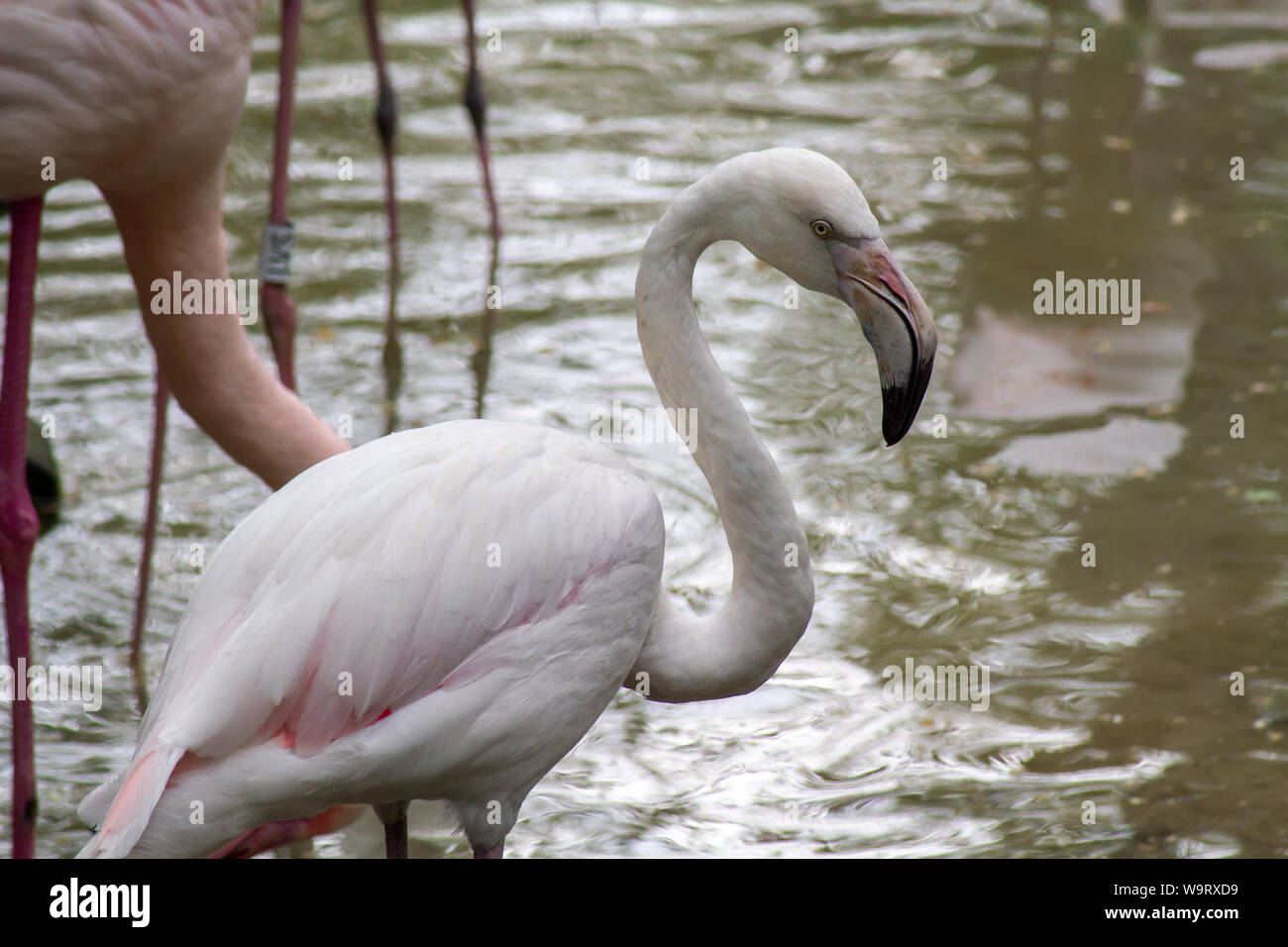 flamingo in a pool of water Stock Photo - Alamy